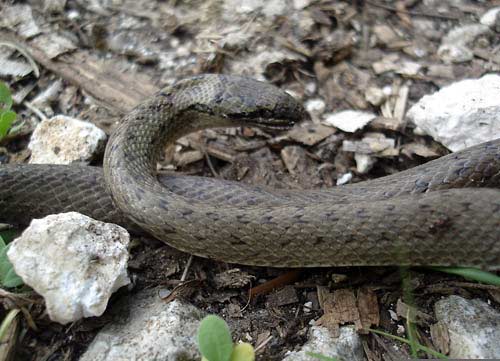 გაიგე, რომელი გველი ბუდობს მახლობლად და როგორ უნდა მოიქცე – nostal.ge